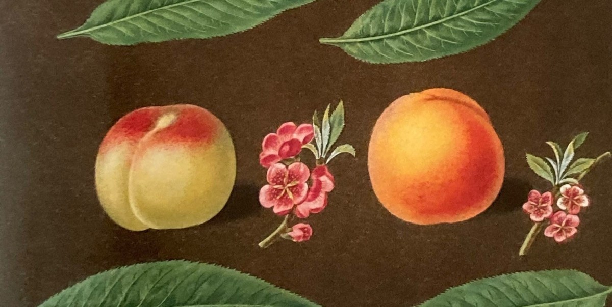Mr. Darcy’s Fruit – JASNA Eastern Washington/Northern Idaho