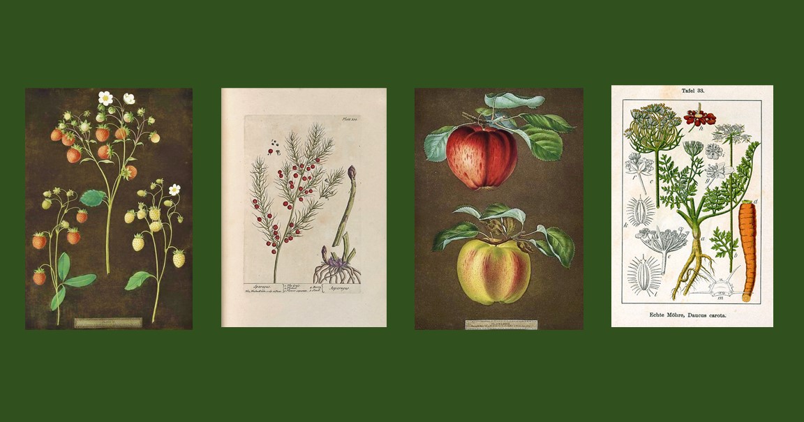 The Donwell Abbey Kitchen Garden and Orchard in June – JASNA Eastern ...